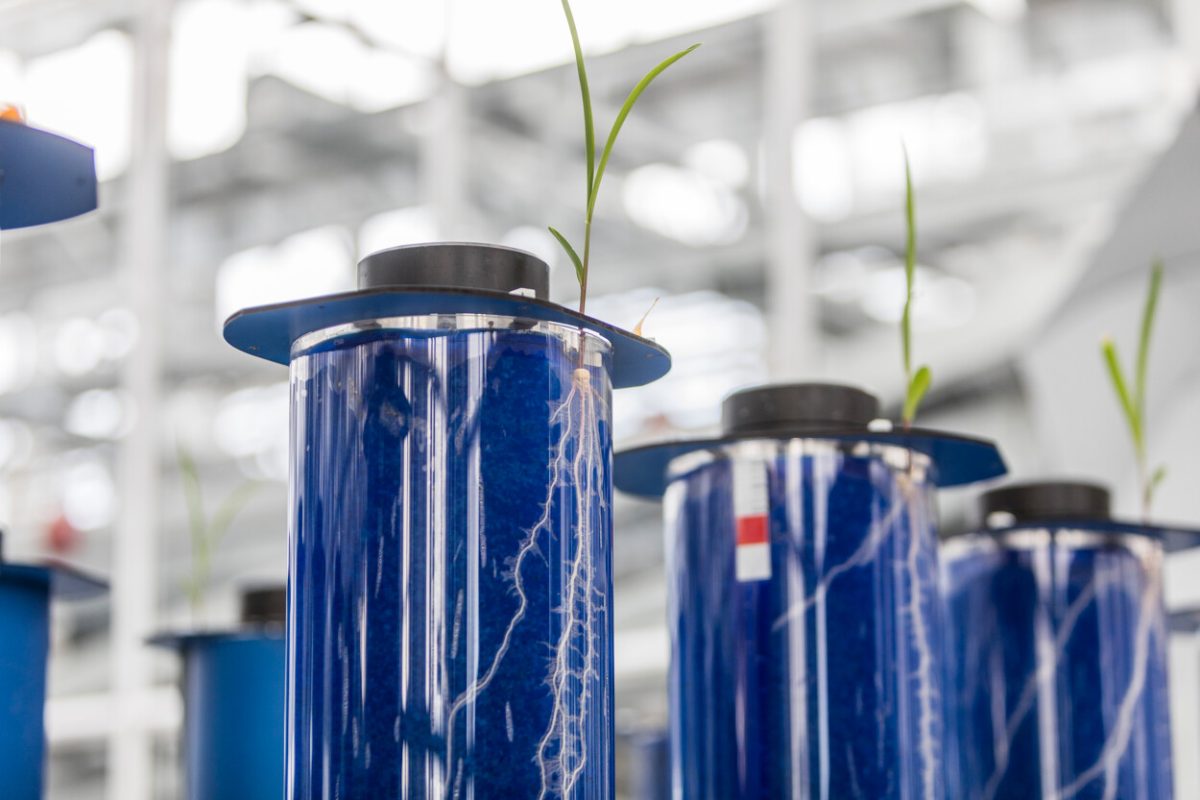 Expert na výživu pôdy, rastlín a zvierat | TIMAC AGRO Slovakia